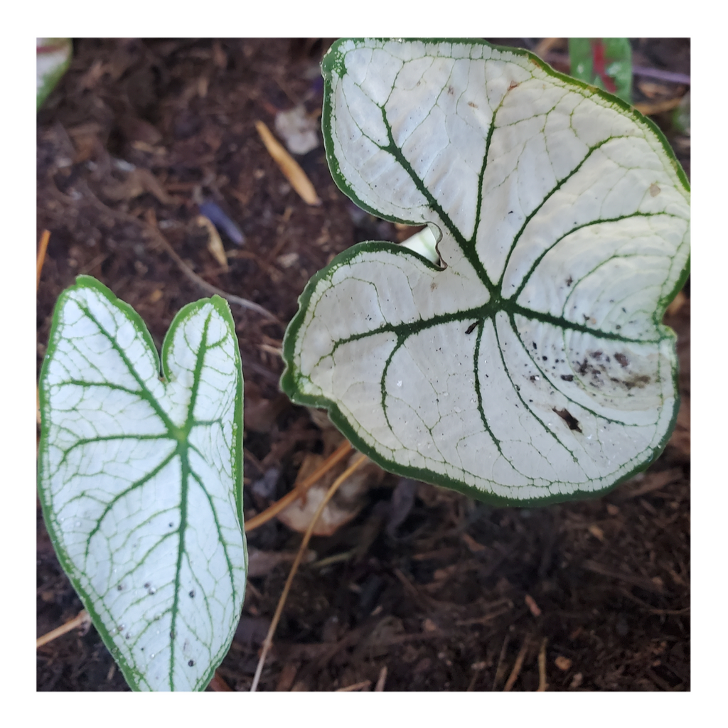 CALADIUM ALLURE – GASOLINE GLAMOUR